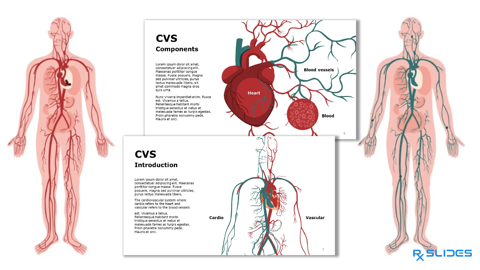 Cardiovascular system anatomy and physiology PowerPoint Template - RxSlides - The largest online ...
